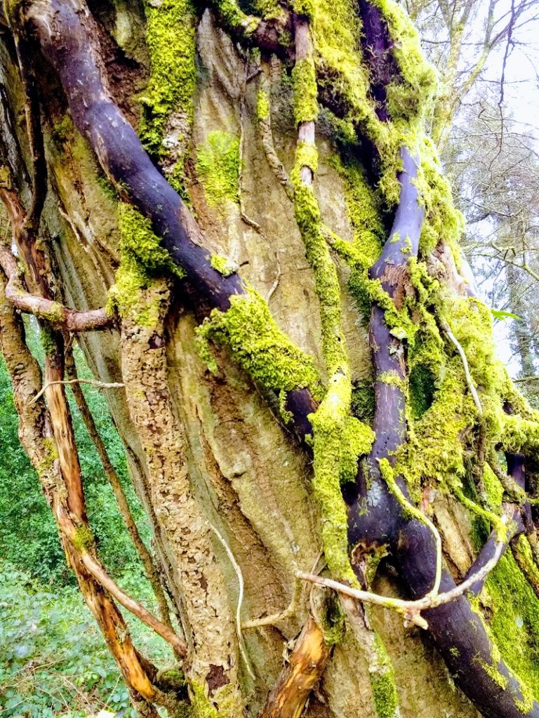 If Trees could talk - Photography & Blog - Green is Colourful